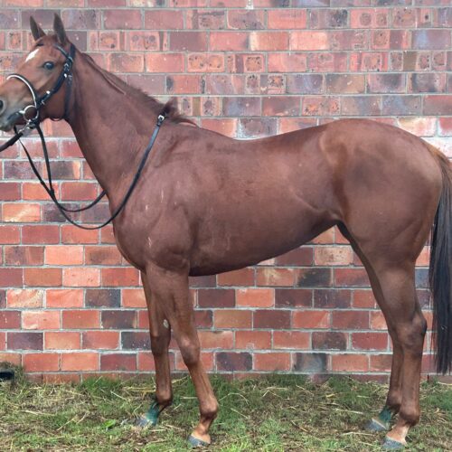 horses – Bloodstock Auction South Africa